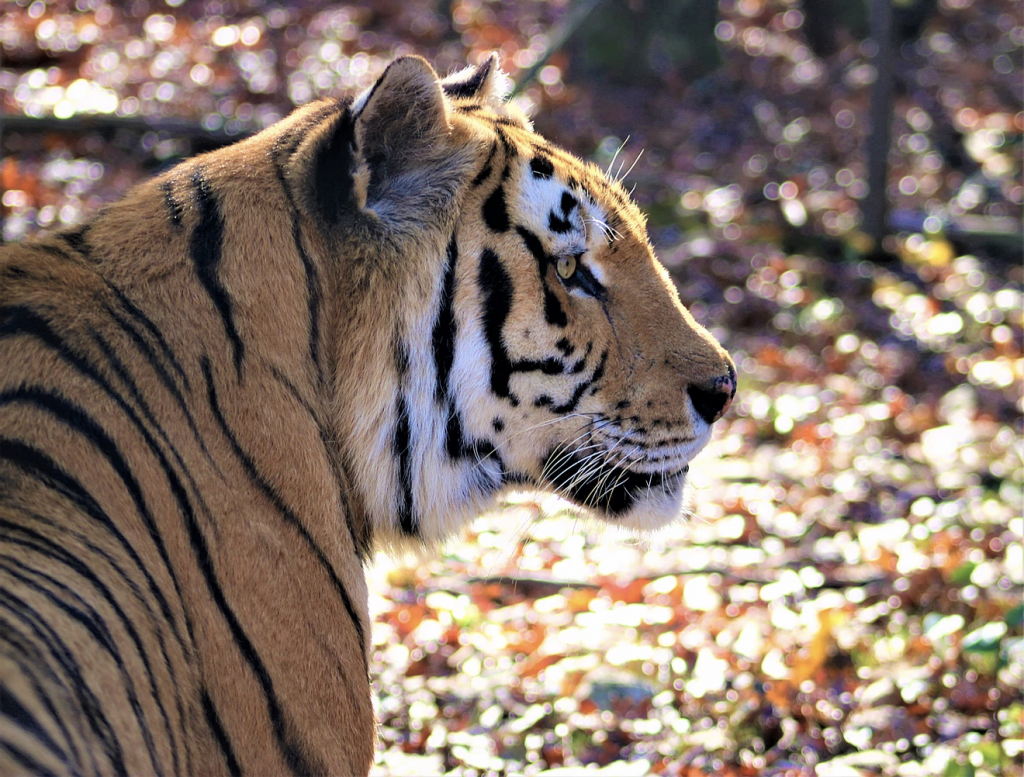 Tigers for Tomorrow Receives Grant - Southern Torch
